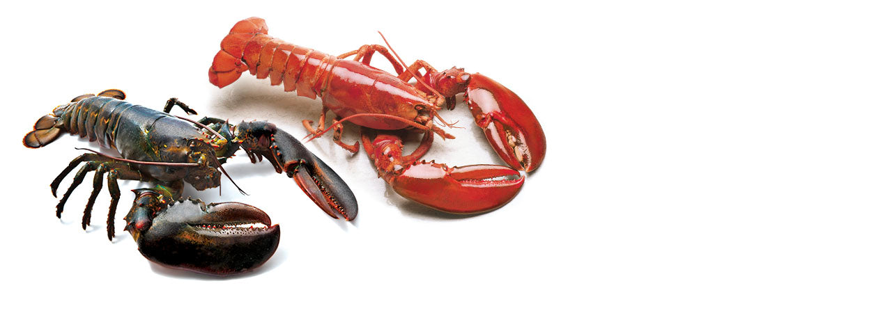 Live Lobster – Clearwater Seafoods Inc
